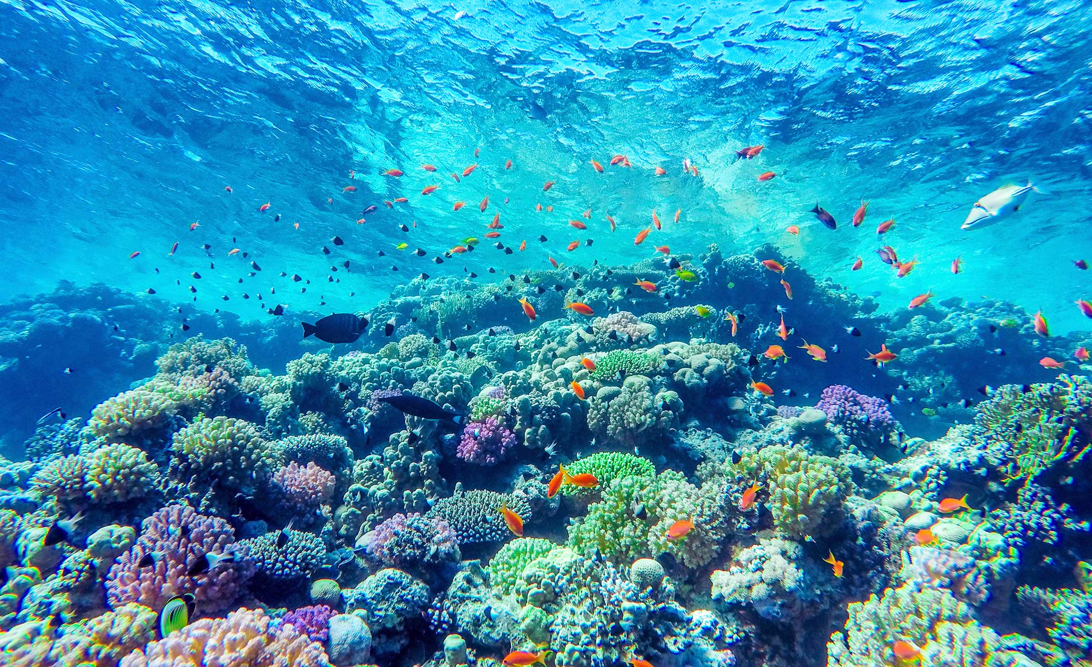 Vacanze sul Mar Rosso in Egitto: idee e consigli