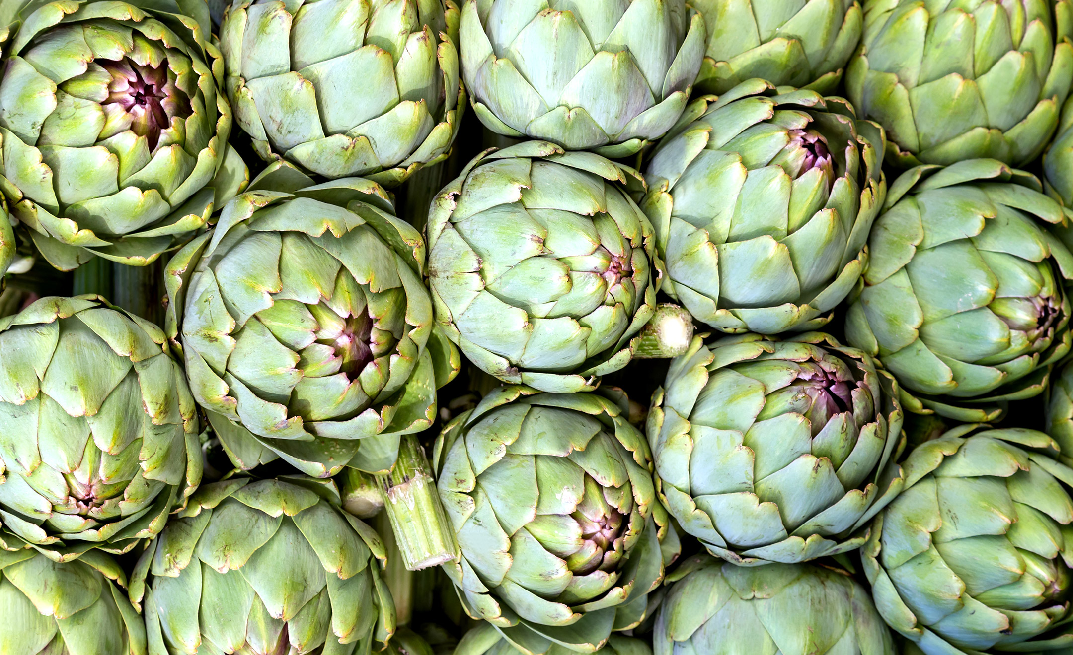 Sagra del carciofo: appuntamenti e programmi | 2023
